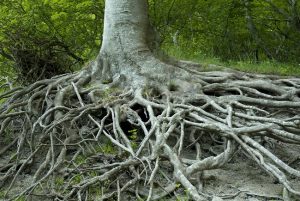 Can Tree Roots Cause Damage to Your Home’s Foundation? - Dodson ...