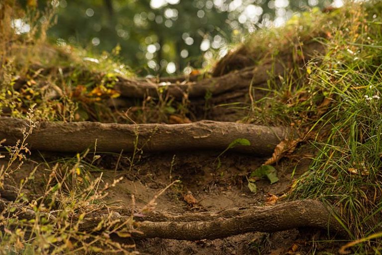 Can Tree Roots Harm a Foundation? - Dodson Foundation Repair